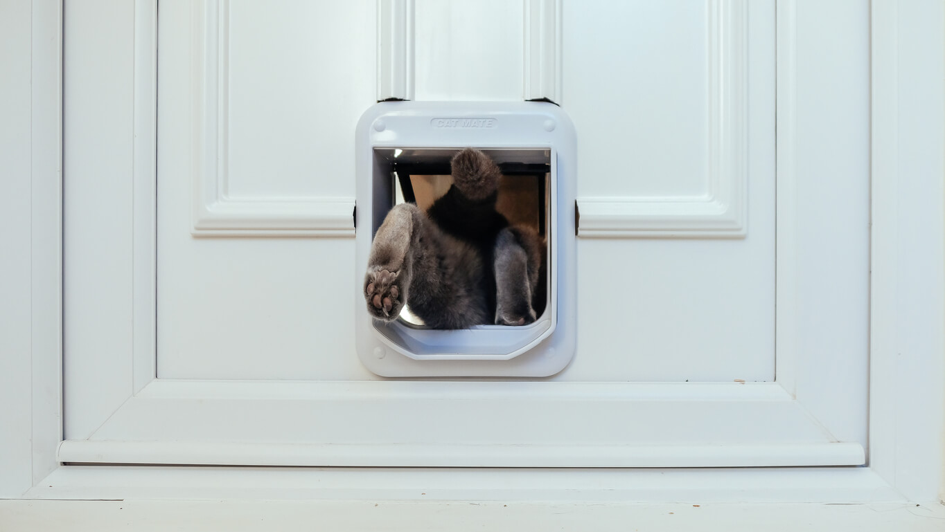 Bästa kattluckan 2025 – Djurfavoriter